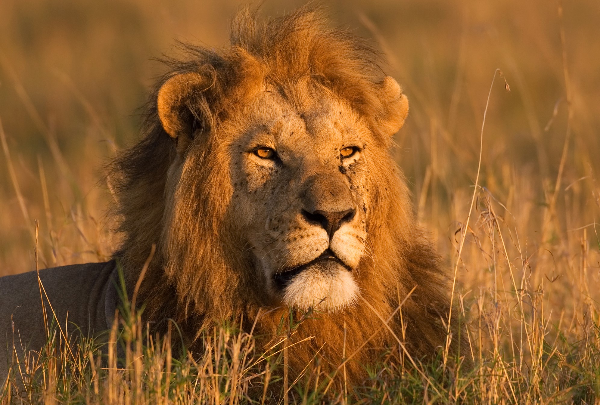 shutterstock_66357715 close up